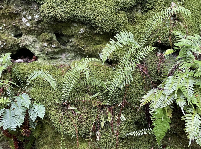 Native Fern Identification and Ecology, Sat, Jul 20, 2024 - Pioneer ...